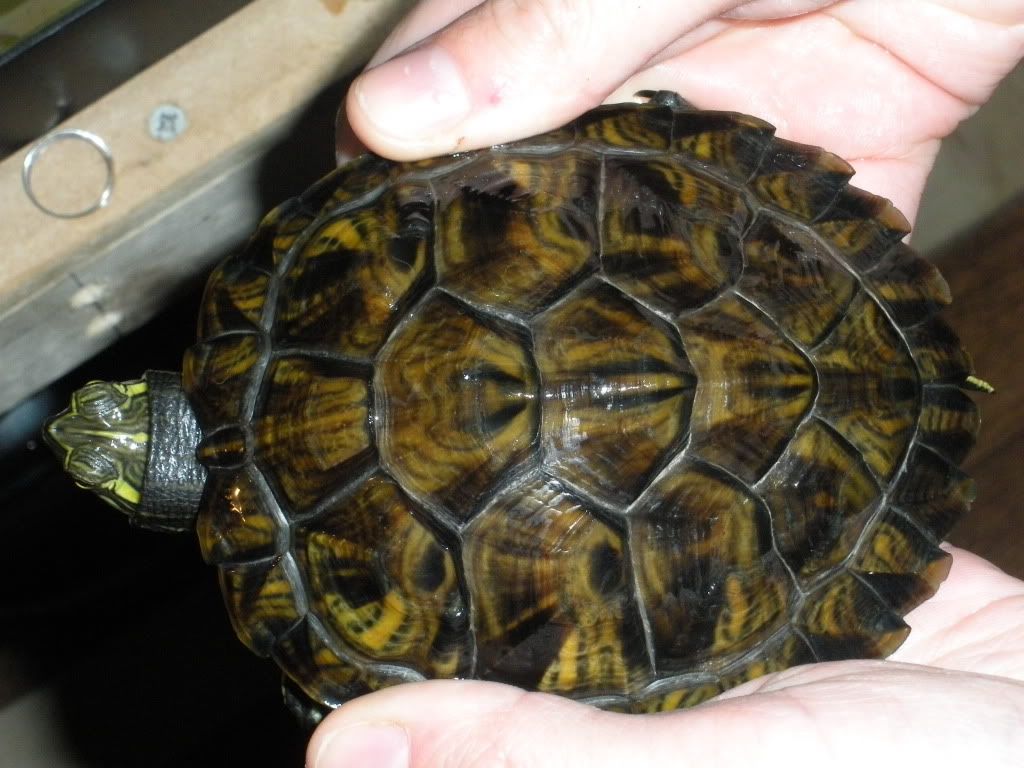 White on shells. | Reptile Forums