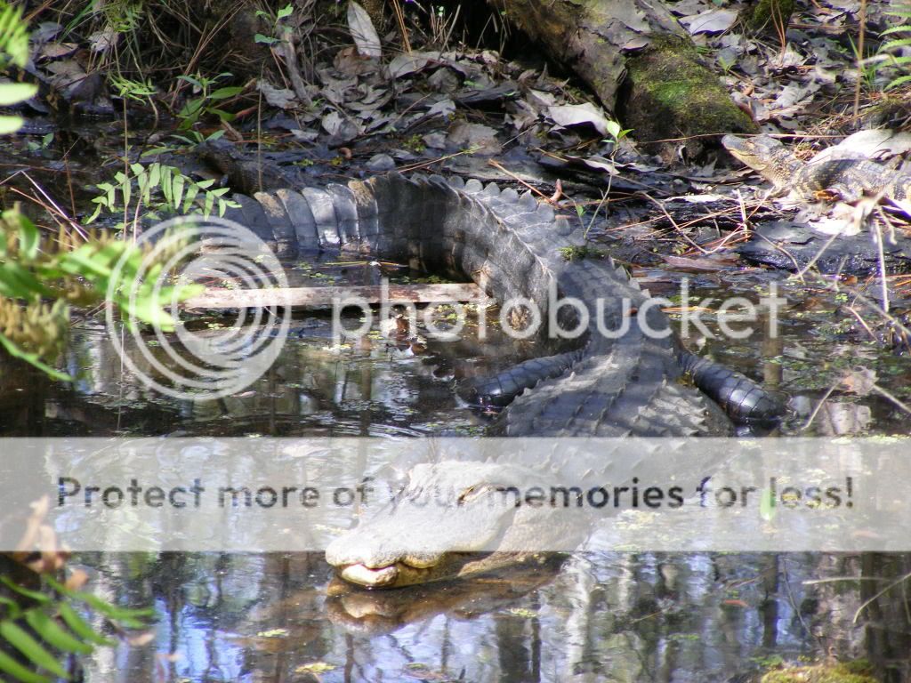 Lake Placid Fl. Update - Field Herp Forum