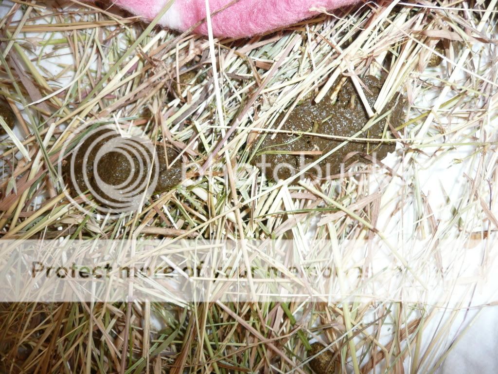 alway going to runny poo.... | Rabbits United